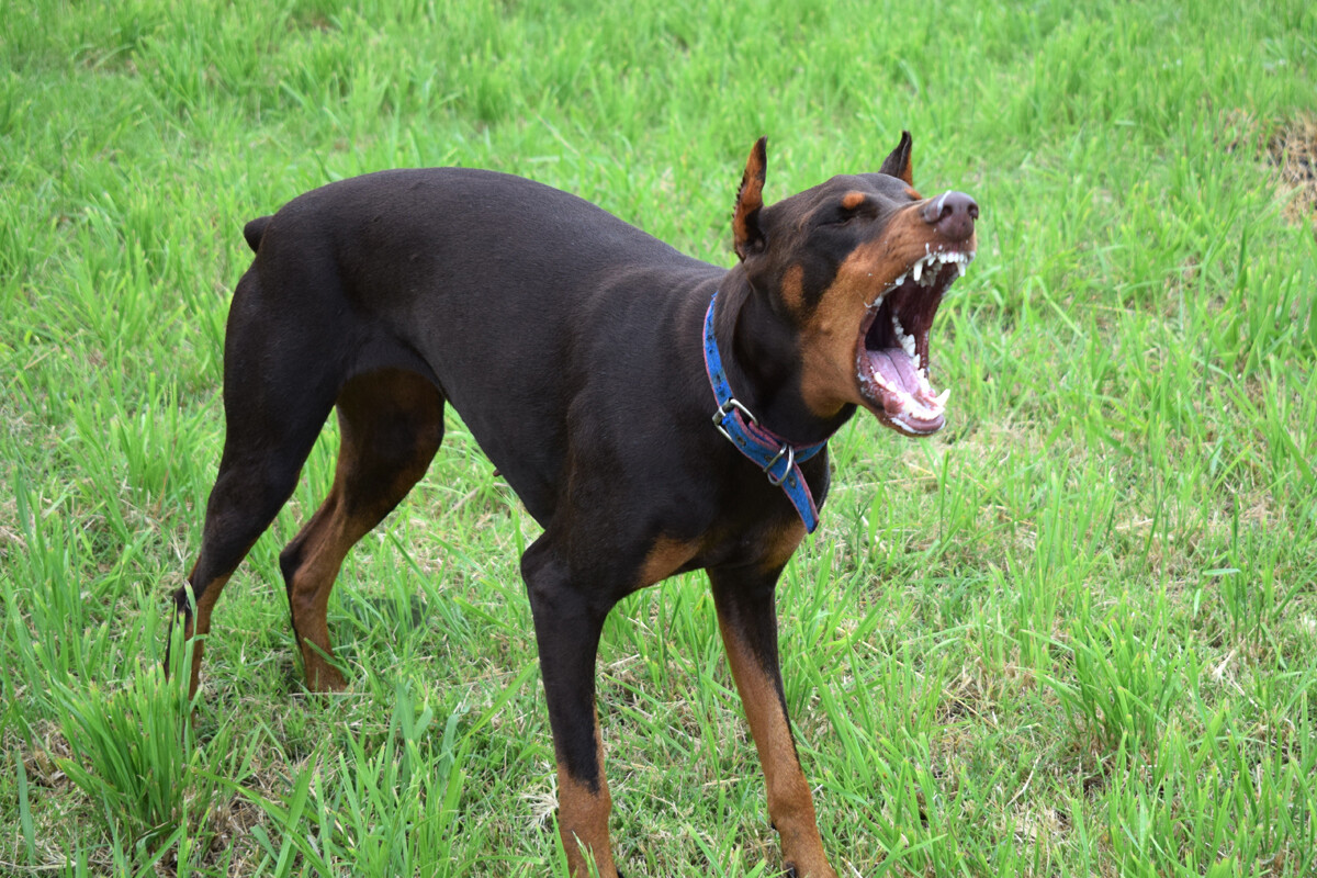 What To Know About Dog Bites In California Hayes Law APC